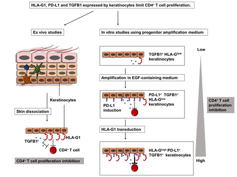 Cells Free Full Text Human Keratinocytes Inhibit Cd4 T Cell Proliferation Through Tgfb1