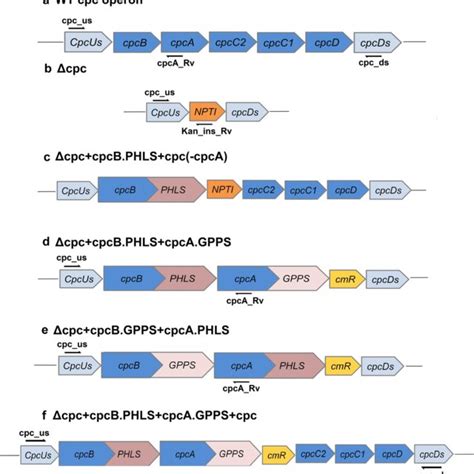 Schematic Illustration Of The Recombinant Constructs Used In The