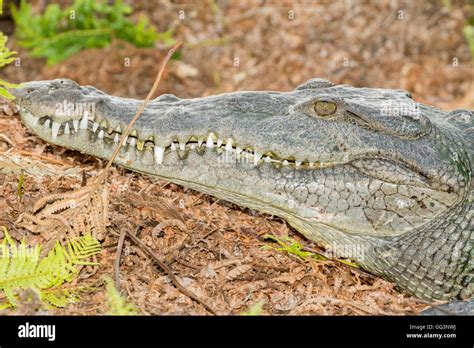 American Crocodile Crocodylus Acutus San Blas Nayarit Mexico 6 June