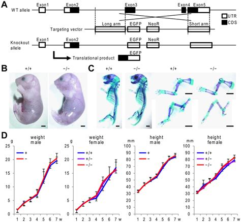 Generation Of Zfp449 Knockout Mice A Schematic Representation Of The