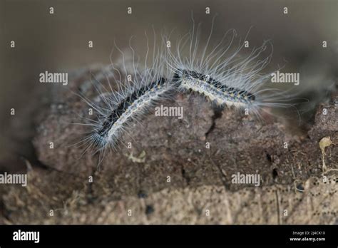 Oak Processionary Moth Thaumetopoea Processionea Two Caterpillars