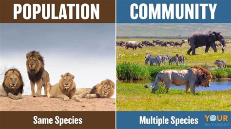Main Difference Between A Population And A Community Yourdictionary