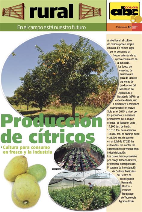Producción De Cítricos Abc Rural Abc Color