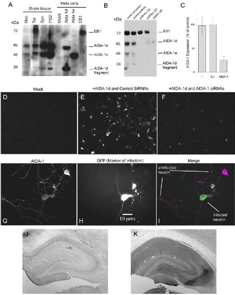 Figure 1 From The Organization Of Amyloid β Protein Precursor