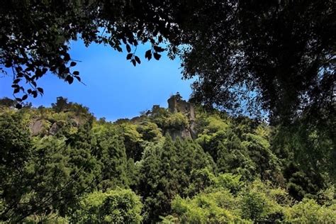 Image Libre Arbre Paysage Nature Bois Ciel Feuille Peuplier
