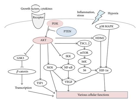 Schematic Representation Of Pi3k Akt Gsk3 Mtor Signaling Examples Of