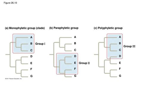 Phylogeny And The Tree Of Life Ppt Download