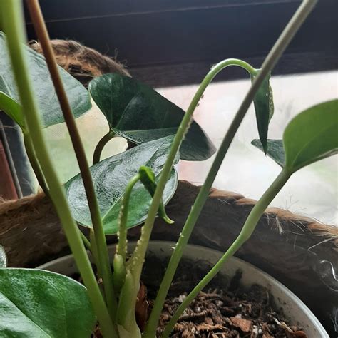 Pest On Anthurium R Plantclinic