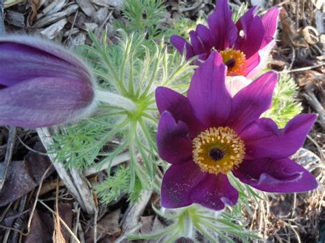 Pulsatilla Vulgaris Pasque Flower Z 4 8 Heritage Flower Farm