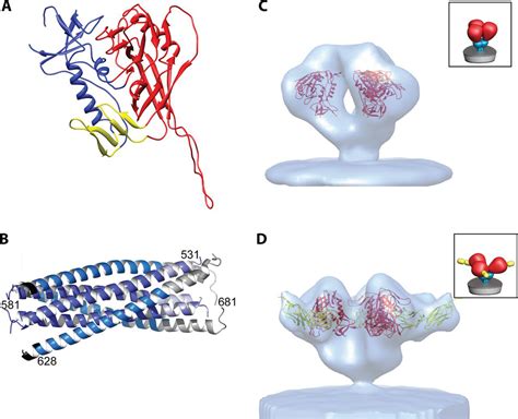 Hiv Entry And Envelope Glycoprotein Mediated Fusion Journal Of