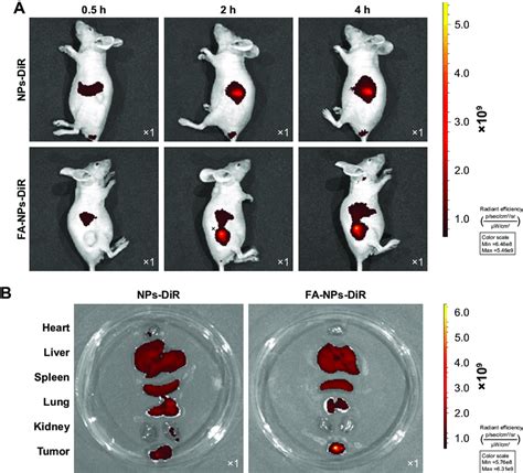 In Vivo Distribution And Ex Vivo Imaging Of Organs And Tumors In Hela