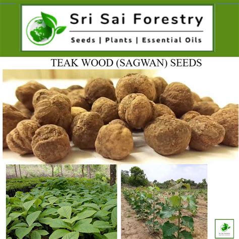 Buy Sri Sai Forestry Teak Wood 800 Seeds Tectona Grandis Sagwan Tree