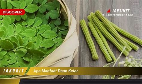 Banyak Yang Belum Tahu Inilah 7 Manfaat Daun Kelor Yang Bikin Penasaran
