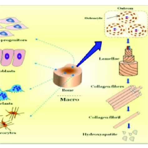 The Hierarchical Structure Of Bone Ranging From Microscale Skeleton To