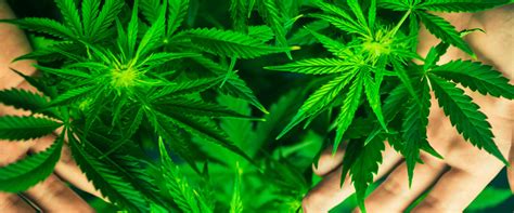 What Are The Negative Effects Of Hemp