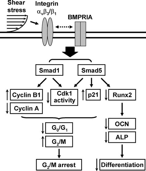 Schematic Representation Of The Signaling Pathways Regulating Cell