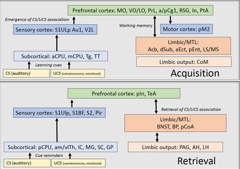 Hypothetical Pathways Compiled From Imaging Data During Acquisition And