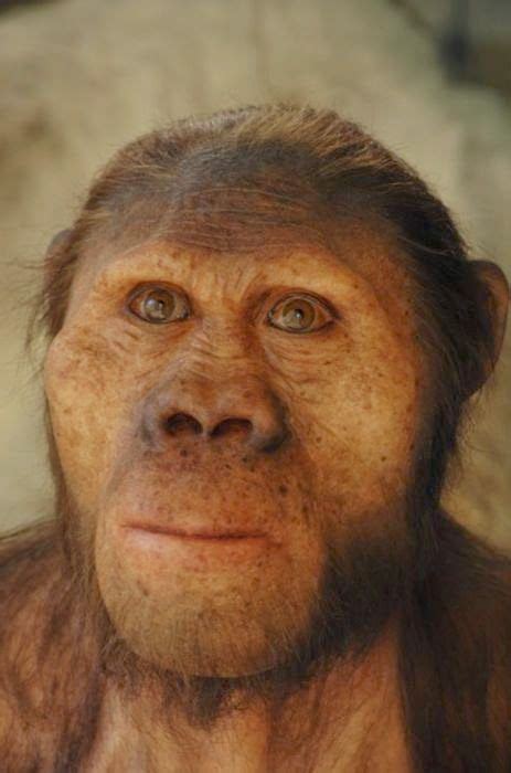 Australopithecus Afarensis Ancient People Sasquatch Reconstruction