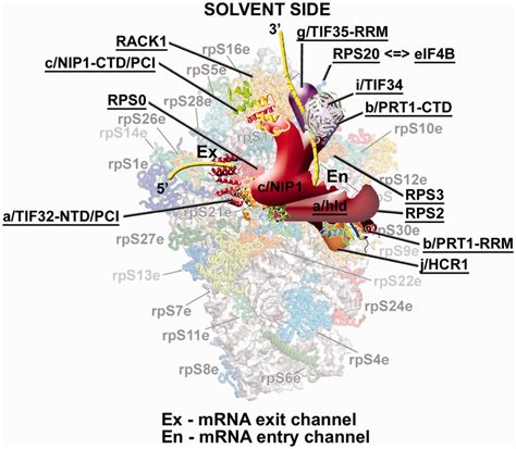 A Model Of Eif3 On The 40s Ribosome Spanning The Mrna Exit And Entry