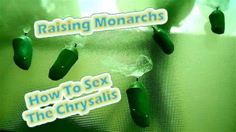 Raising Monarchs How To Sex The Chrysalis Help The Monarch Butterfly