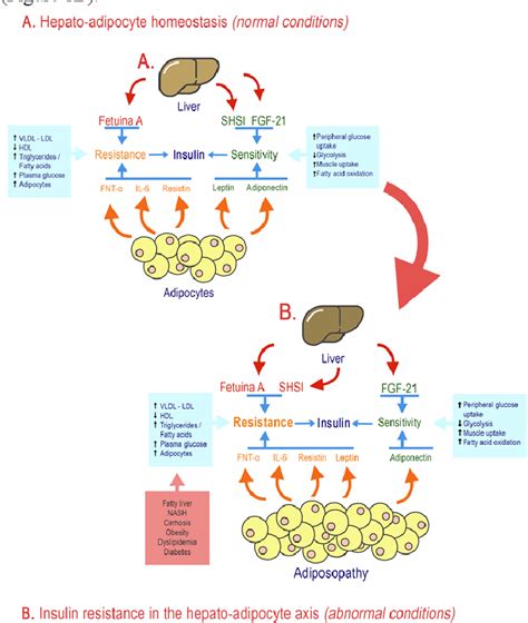 Figure 1 From Adipose Tissue Liver Axis A Key Link In Adiposity