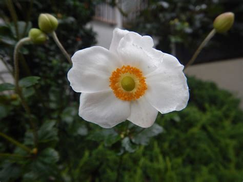 白の一重咲きや、赤で八重咲きのシュウメイギク（秋明菊）