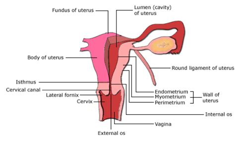 Uterus And Cervix Learn Surgery Online