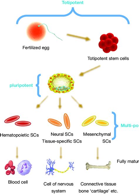 Germ Cell Layers Embryonic Development
