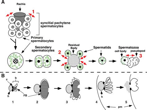 Spermatogenesis