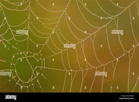 Fog Net Dew Dewdrop Pearls Water Drop Waterdrop Water Cobweb Spiders