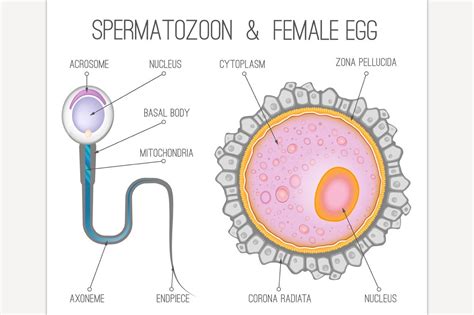 Female Egg Structure Photoshop Graphics ~ Creative Market