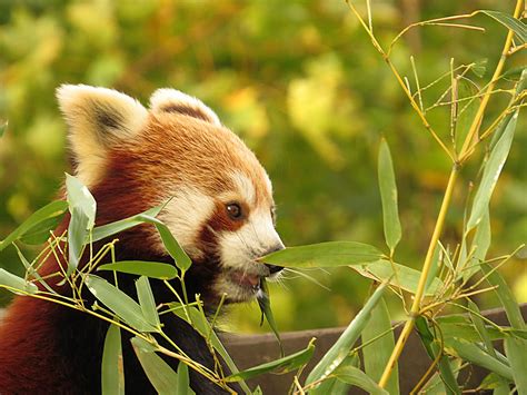 red panda facts vs giant panda facts red panda network