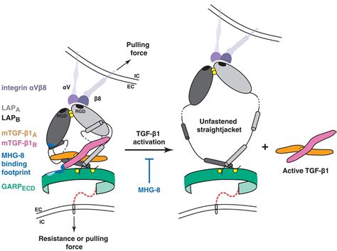 Structural Basis Of Latent Tgf β1 Presentation And Activation By Garp