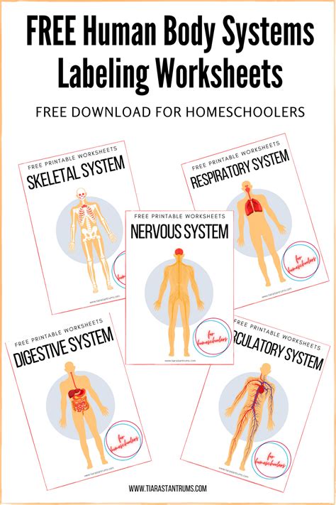 Free Human Body Systems Labeling Worksheets — Tiaras And Tantrums