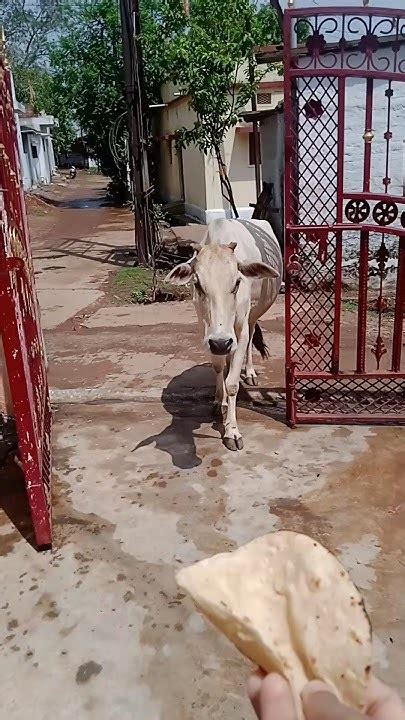 गौ माता बहुत दयालु हैं बुलाते ही आ गई🐄🐄जय गौ माता🙏 Cow Maa Cowvideos