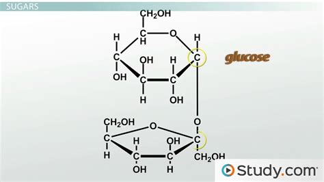 Structure And Function Of Carbohydrates Video And Lesson Transcript