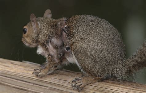 Squirrel With Warbles Bot Fly Larvae Gross Juxtapose Esopatxuj