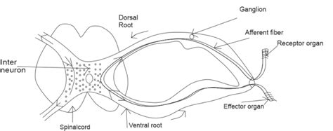 Draw A Well Labelled Diagram Of Reflex Arc And Explain Reflex Action