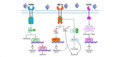 Overview Of The Unfolded Protein Response Upr Protein Misfolding In