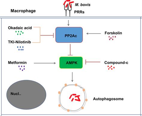 Ijms Free Full Text Pp2ac Modulates Ampk Mediated Induction Of
