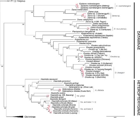 Second Part Of The Ml Phylogenetic Tree Including The Two Download