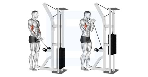 Dumbbell Hammer Curl Guide Benefits And Form