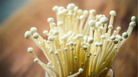 Apa Itu Jamur Enoki Dan 5 Resep Yang Bisa Anda Coba