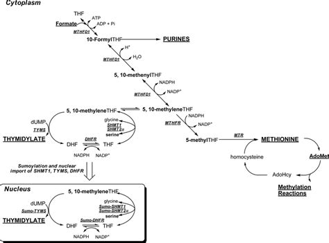 Schematic Of Folate Mediated One Carbon Metabolism In The Cytoplasm And