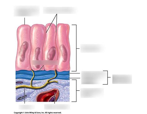 Epithelial Tissue Diagram Section 3 Diagram Quizlet