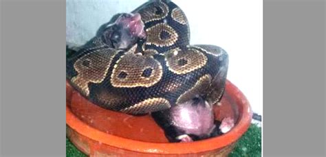 woman feeds live puppies kittens to python posts photos