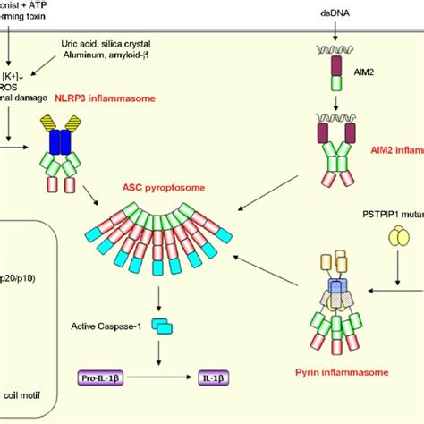 Pattern Recognition Receptor Prr Signaling Pathways Three Classes Of