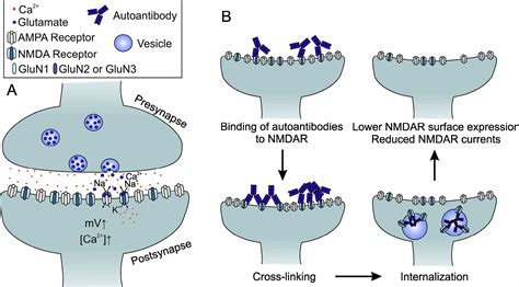 Autoantibodies Against Nmda Receptors Janus Faced Molecules