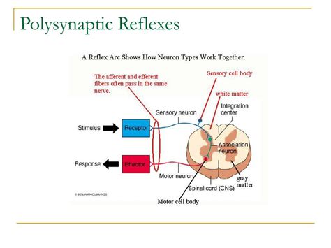 Ppt Nervous System Iv Powerpoint Presentation Free Download Id