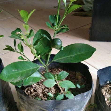 Jual Bibit Tanaman Buah Jeruk Kesturi Di Seller Ratu Bibitku Embong